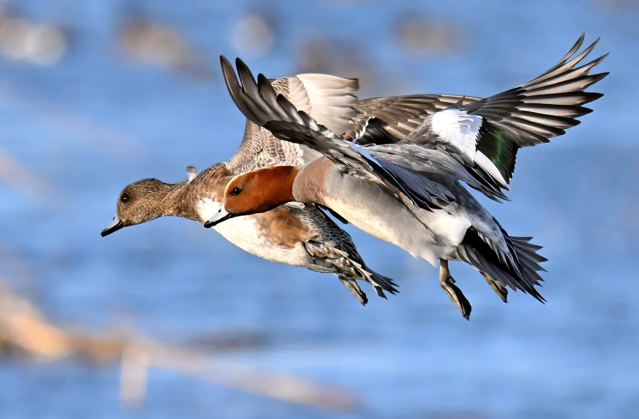 Eurasian Wigeon by Carl Bovis - BirdGuides