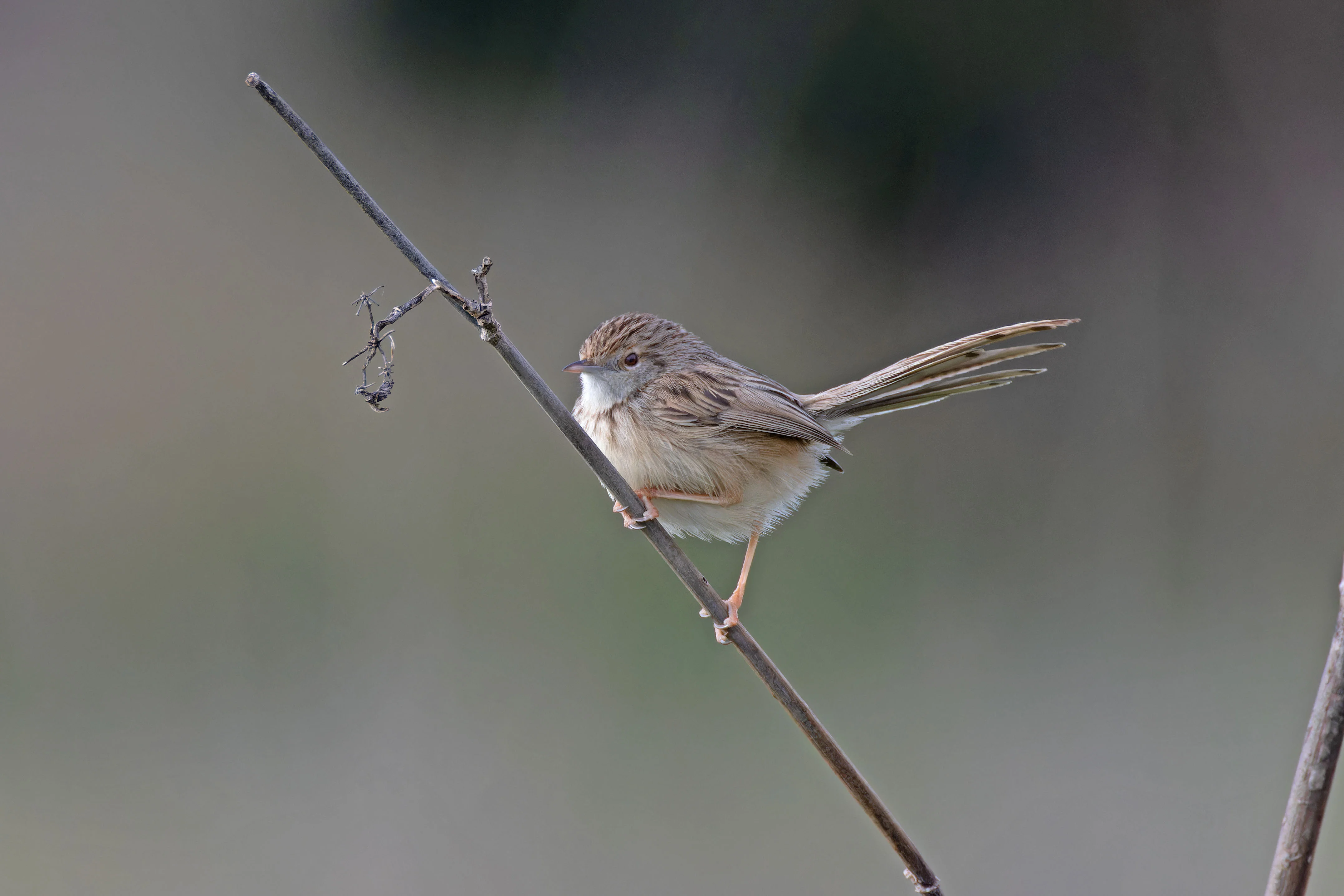 Details : Delicate Prinia - BirdGuides