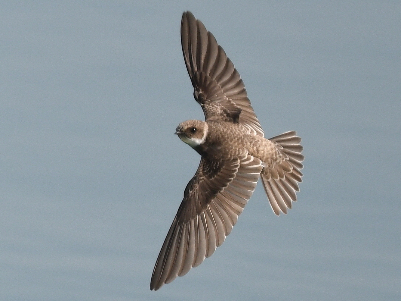 Details : Sand Martin - BirdGuides