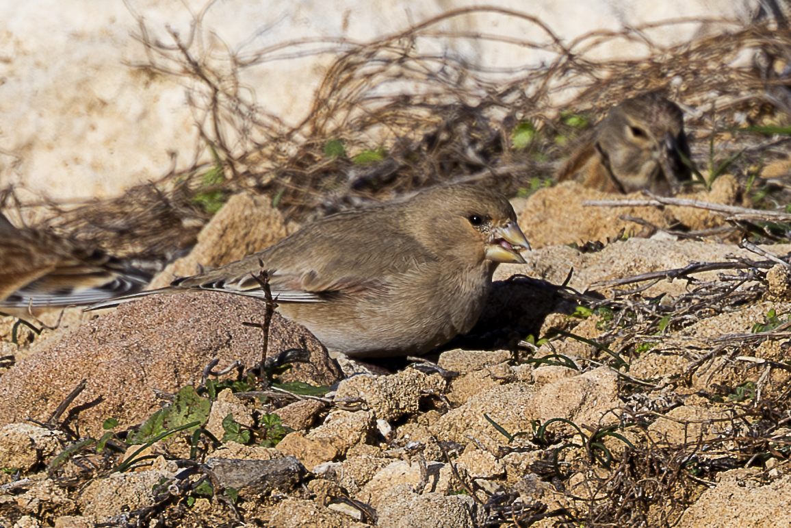 Desert Finch by Peter Bromley - BirdGuides