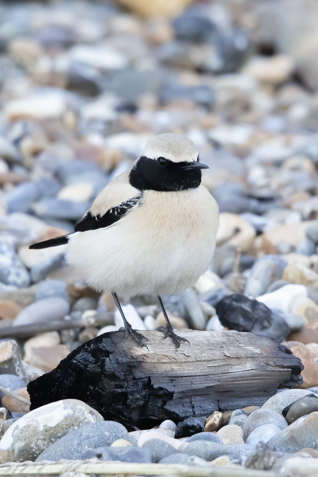Desert Wheatear by Matthew Trevillion - BirdGuides
