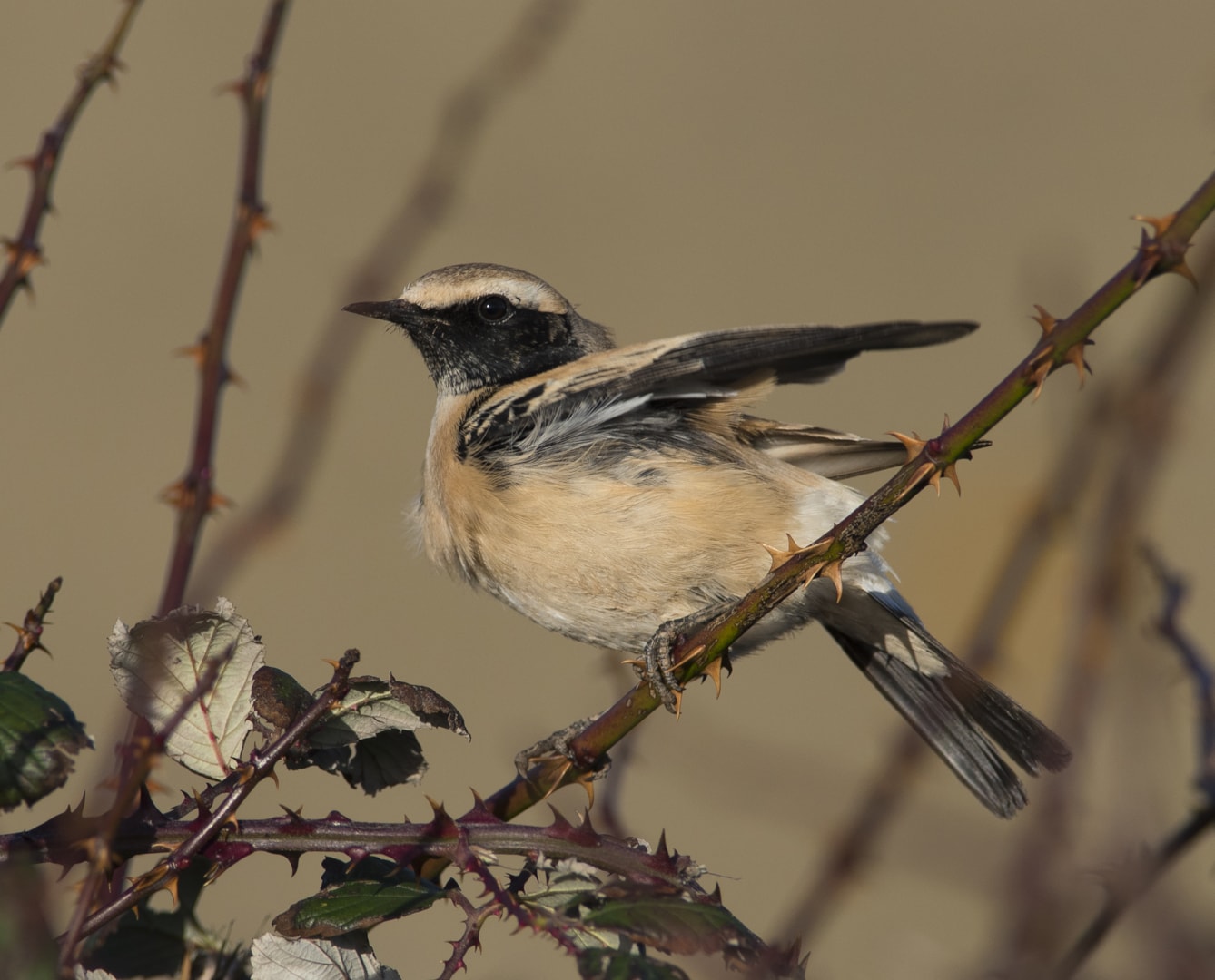 Desert Wheatear by C Corbidge - BirdGuides