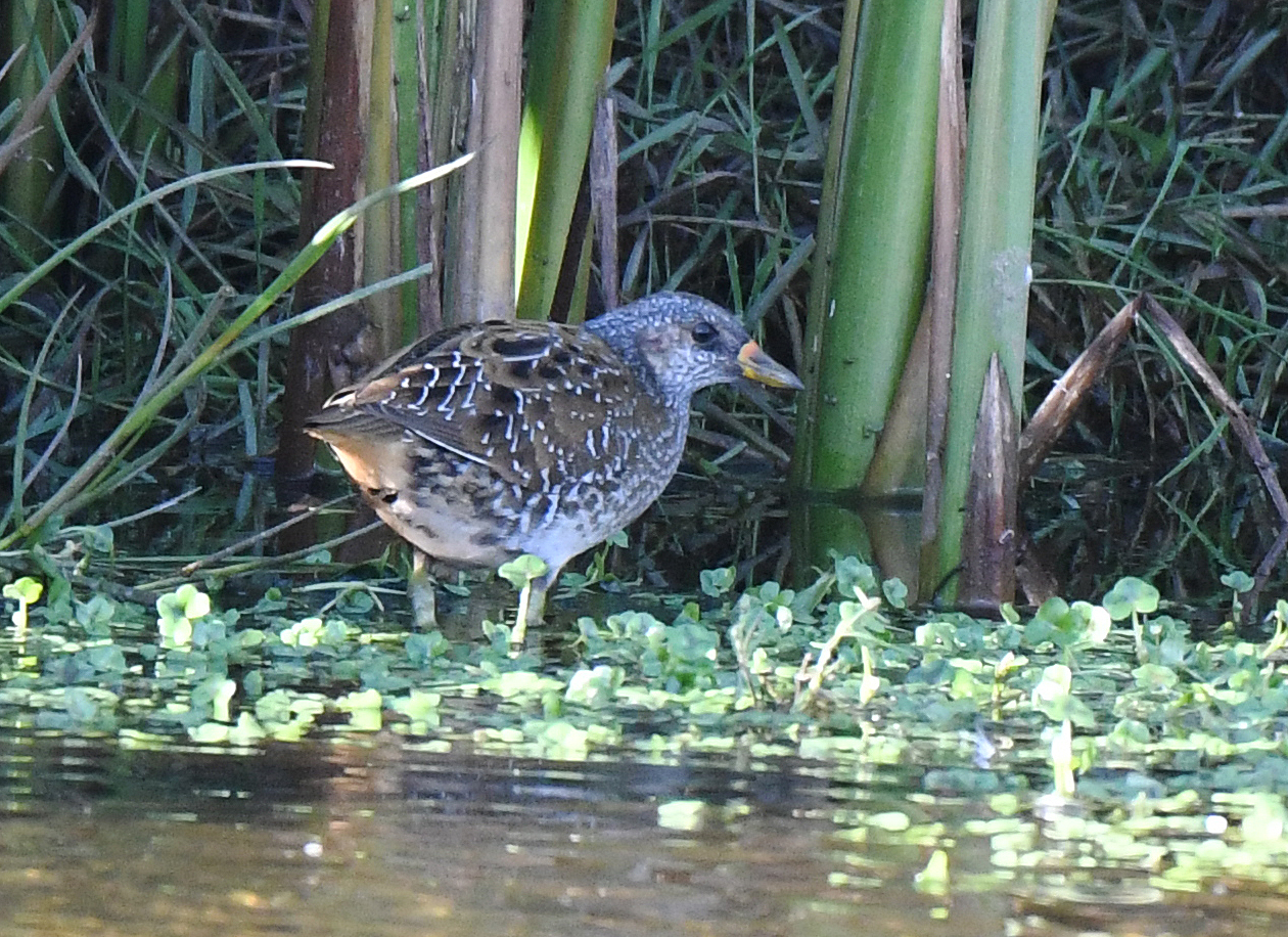 Spotted Crake by Angus Hogg - BirdGuides