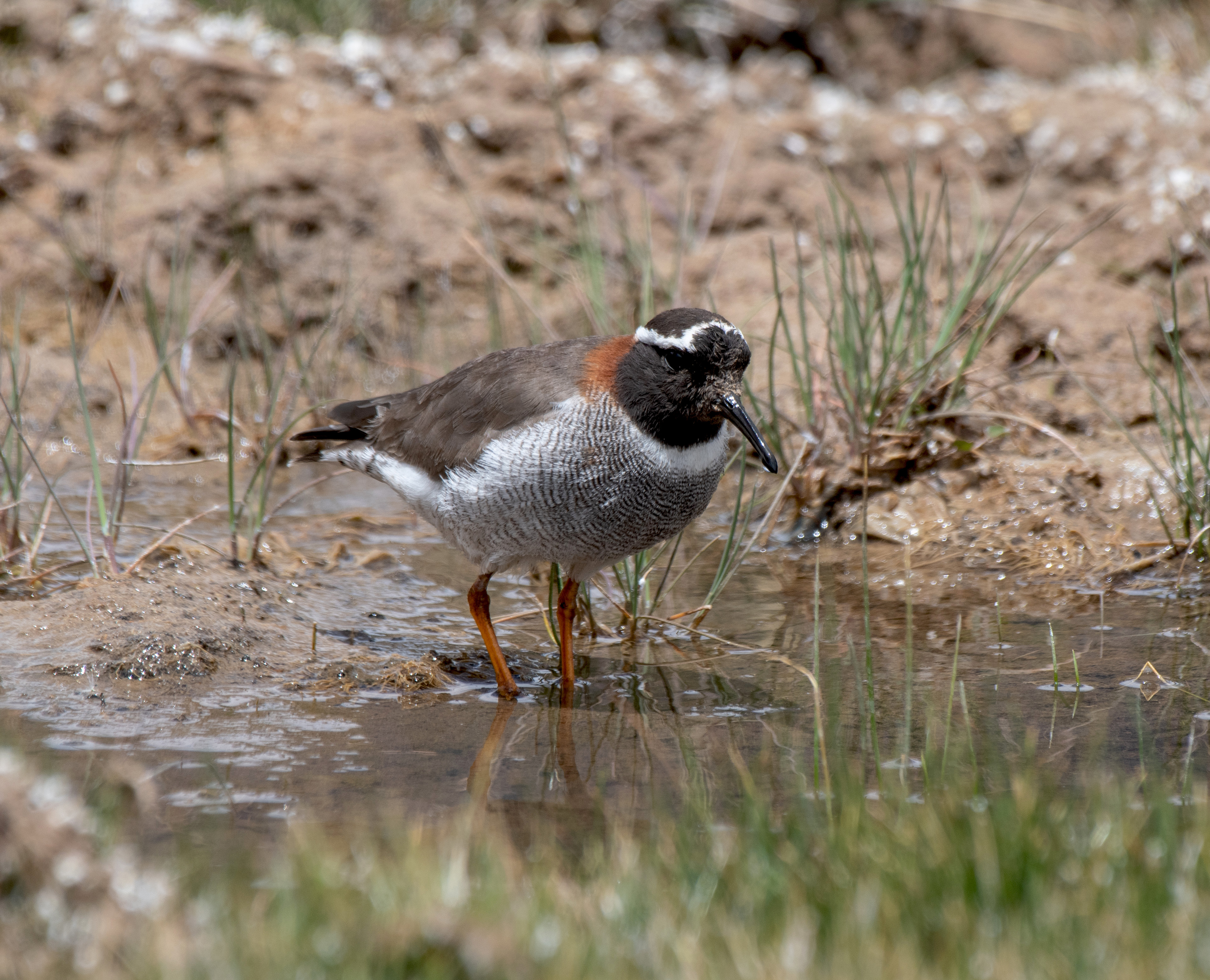 Details : Diademed Sandpiper-Plover - BirdGuides