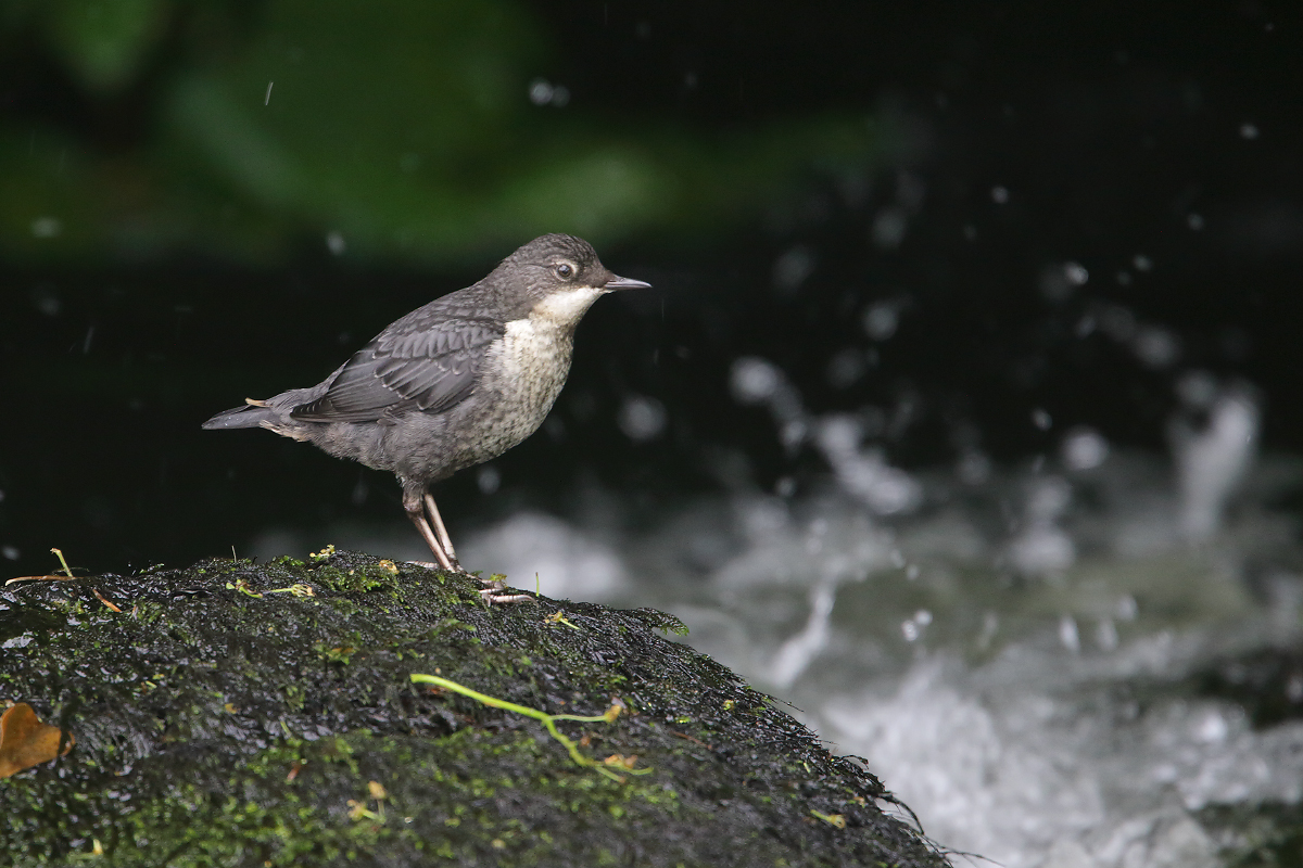 Dipper by Chris Mayne - BirdGuides