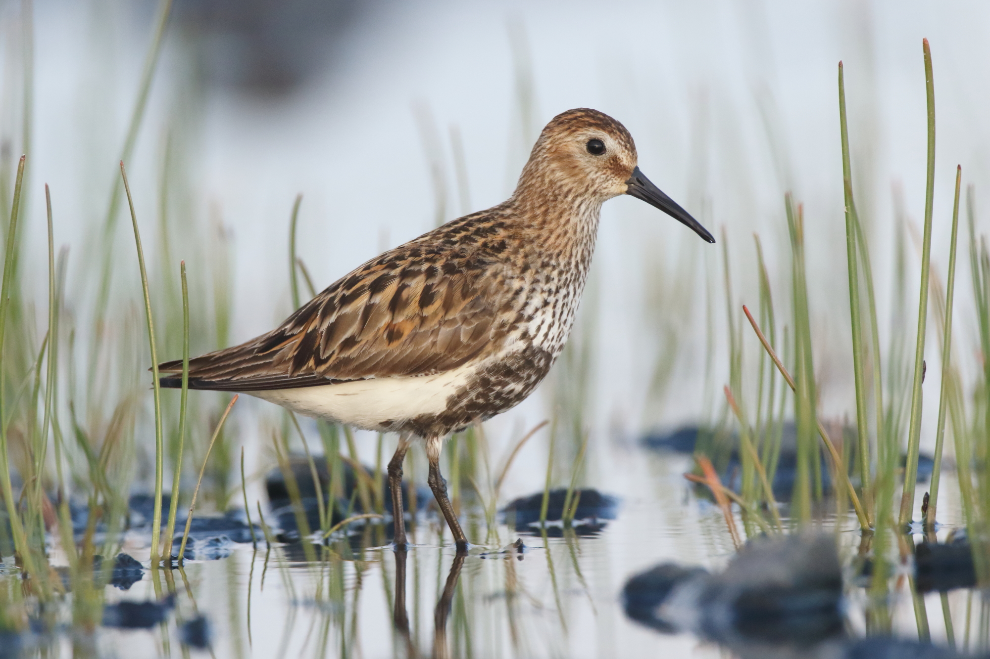Bog restoration project taking shape - BirdGuides