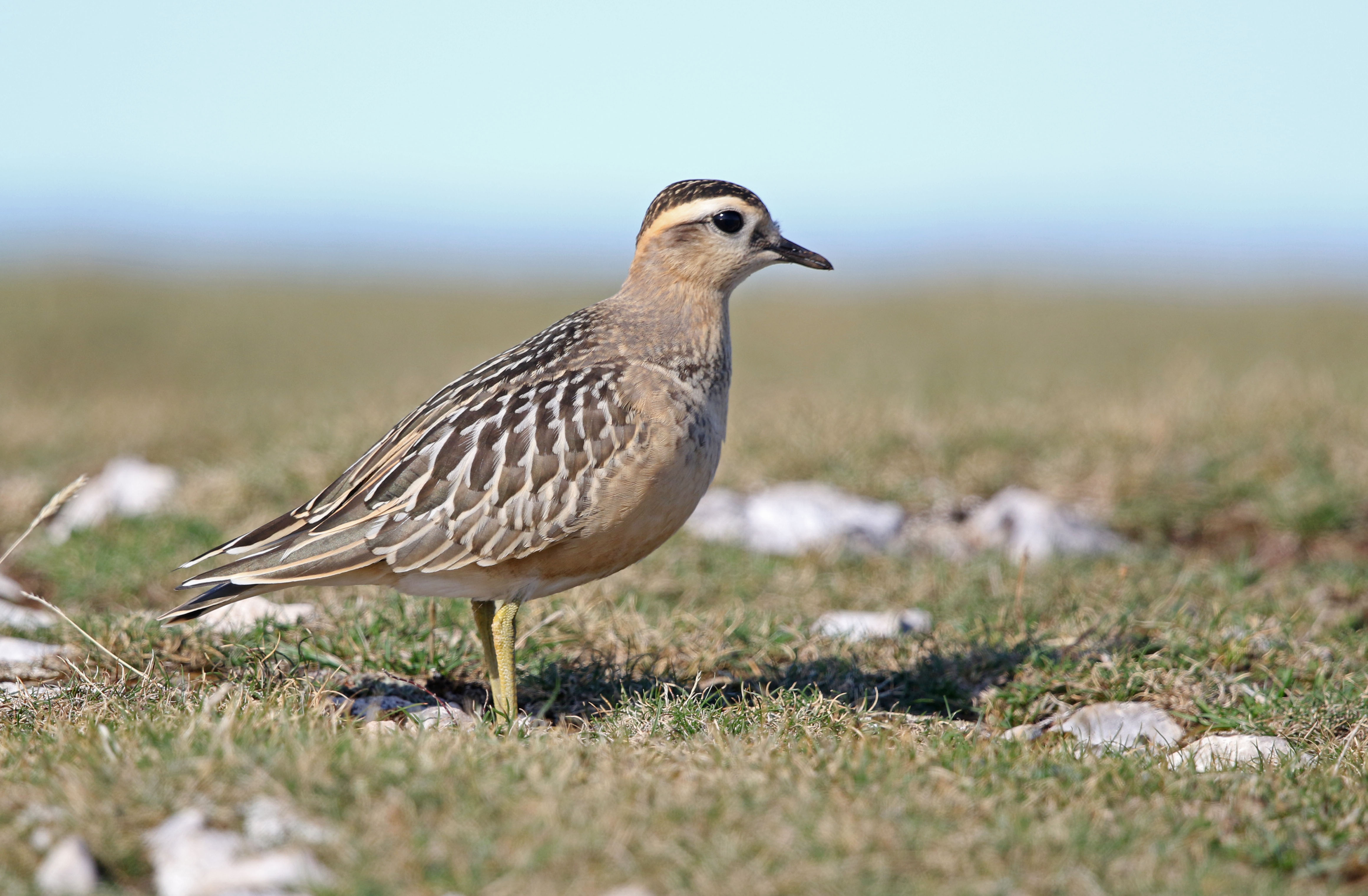 Eurasian Dotterel by David Bradshaw - BirdGuides