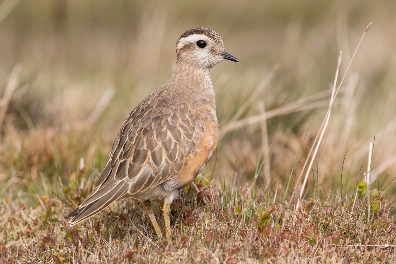 Eurasian Dotterel by Jack Morris - BirdGuides