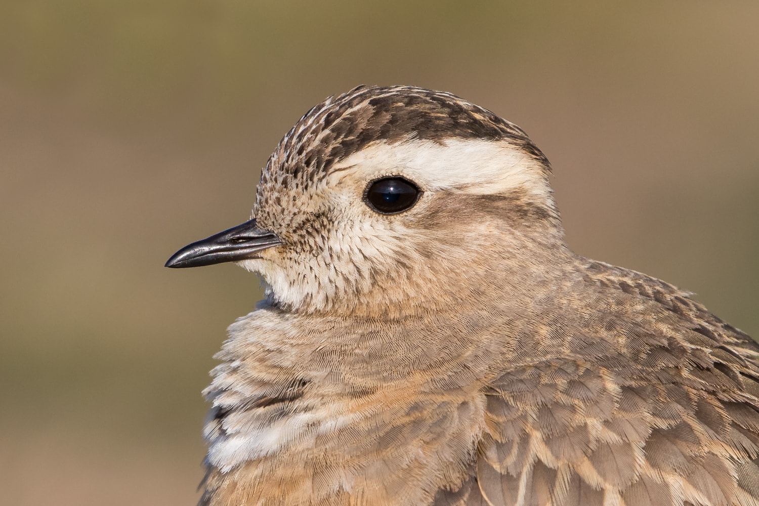 Eurasian Dotterel by Jack Morris - BirdGuides