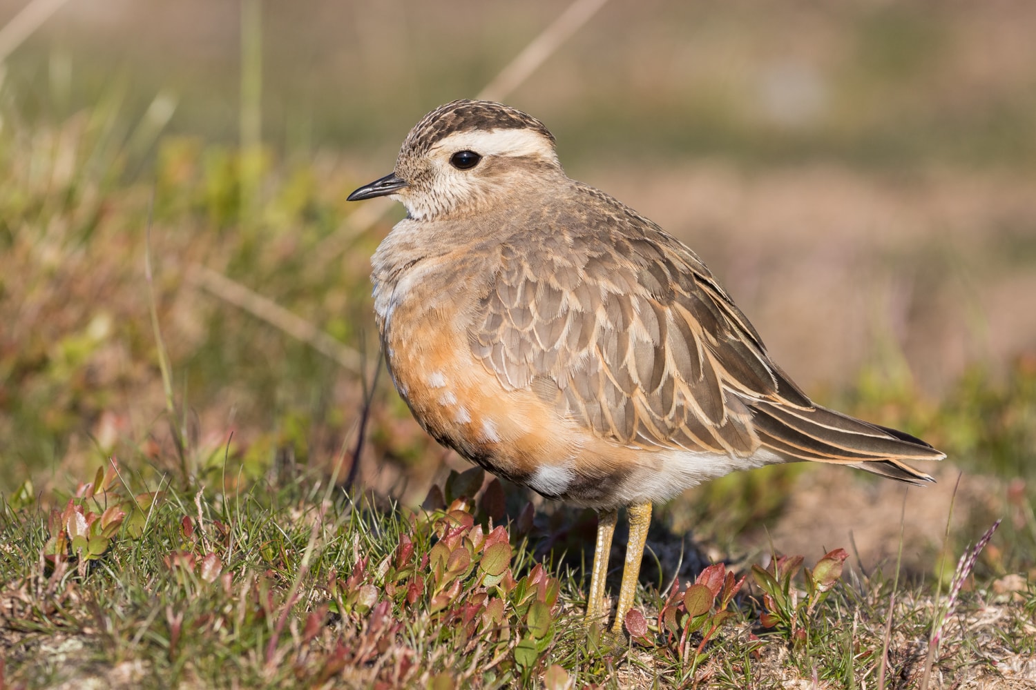 Eurasian Dotterel by Jack Morris - BirdGuides