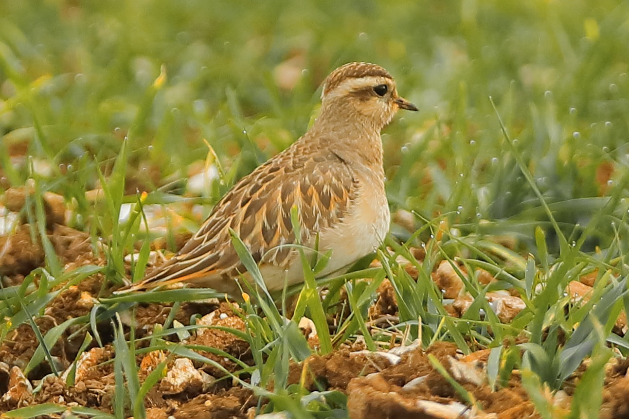 Eurasian Dotterel by Mike Trew - BirdGuides