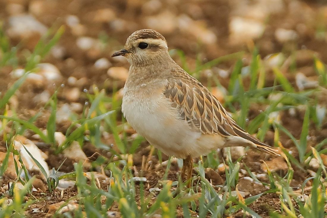 Eurasian Dotterel by Mike Trew - BirdGuides