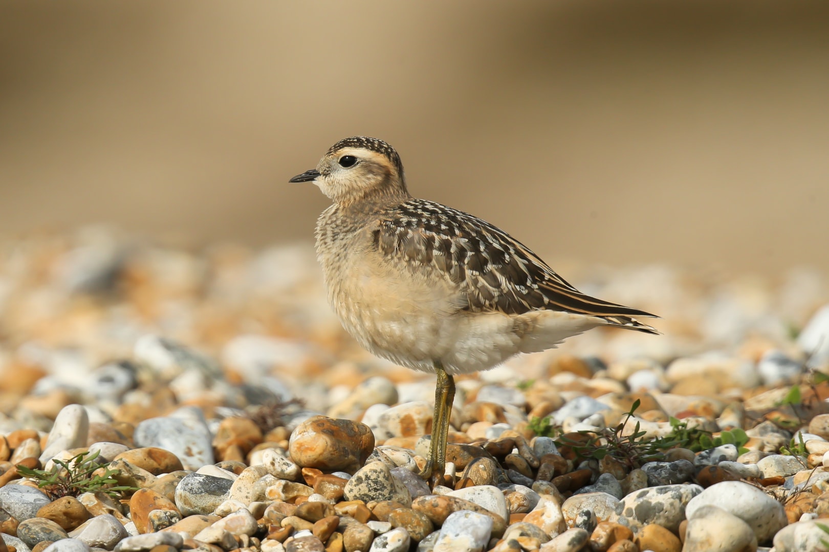 Eurasian Dotterel by Lee Gregory - BirdGuides