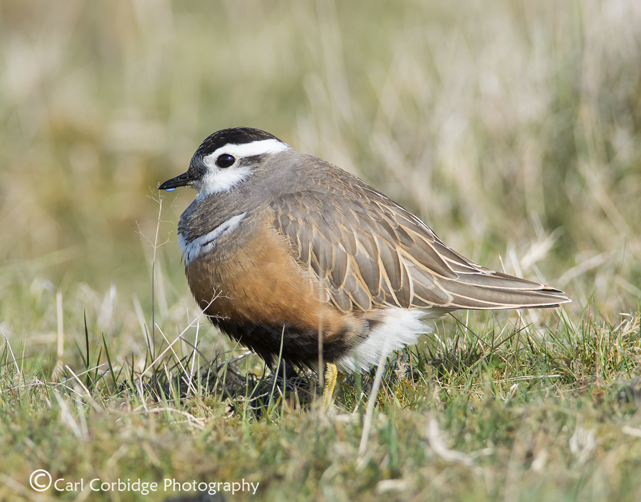 Eurasian Dotterel by C Corbidge - BirdGuides