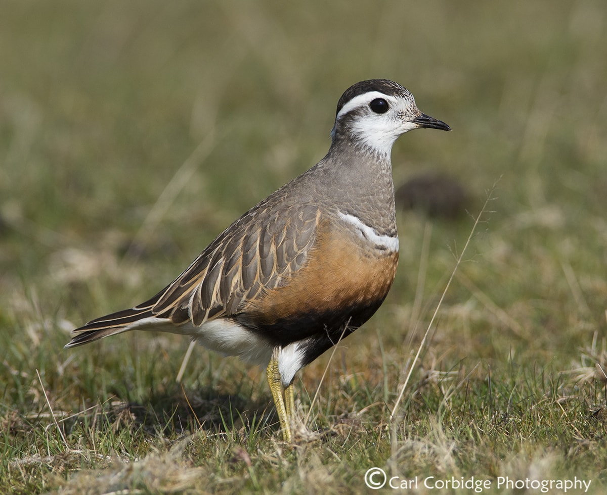 Eurasian Dotterel by C Corbidge - BirdGuides