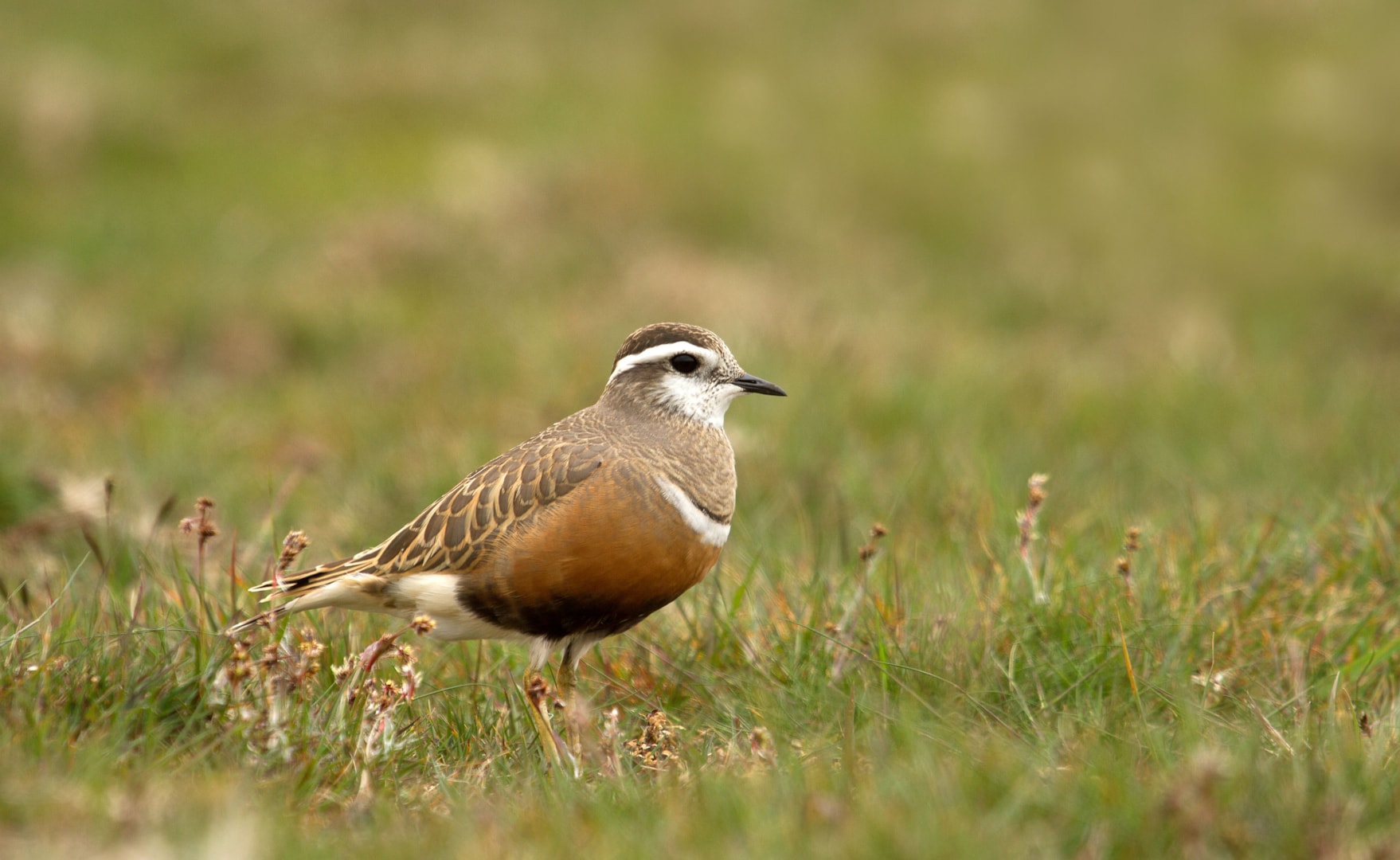 Eurasian Dotterel by Andrew Collins - BirdGuides