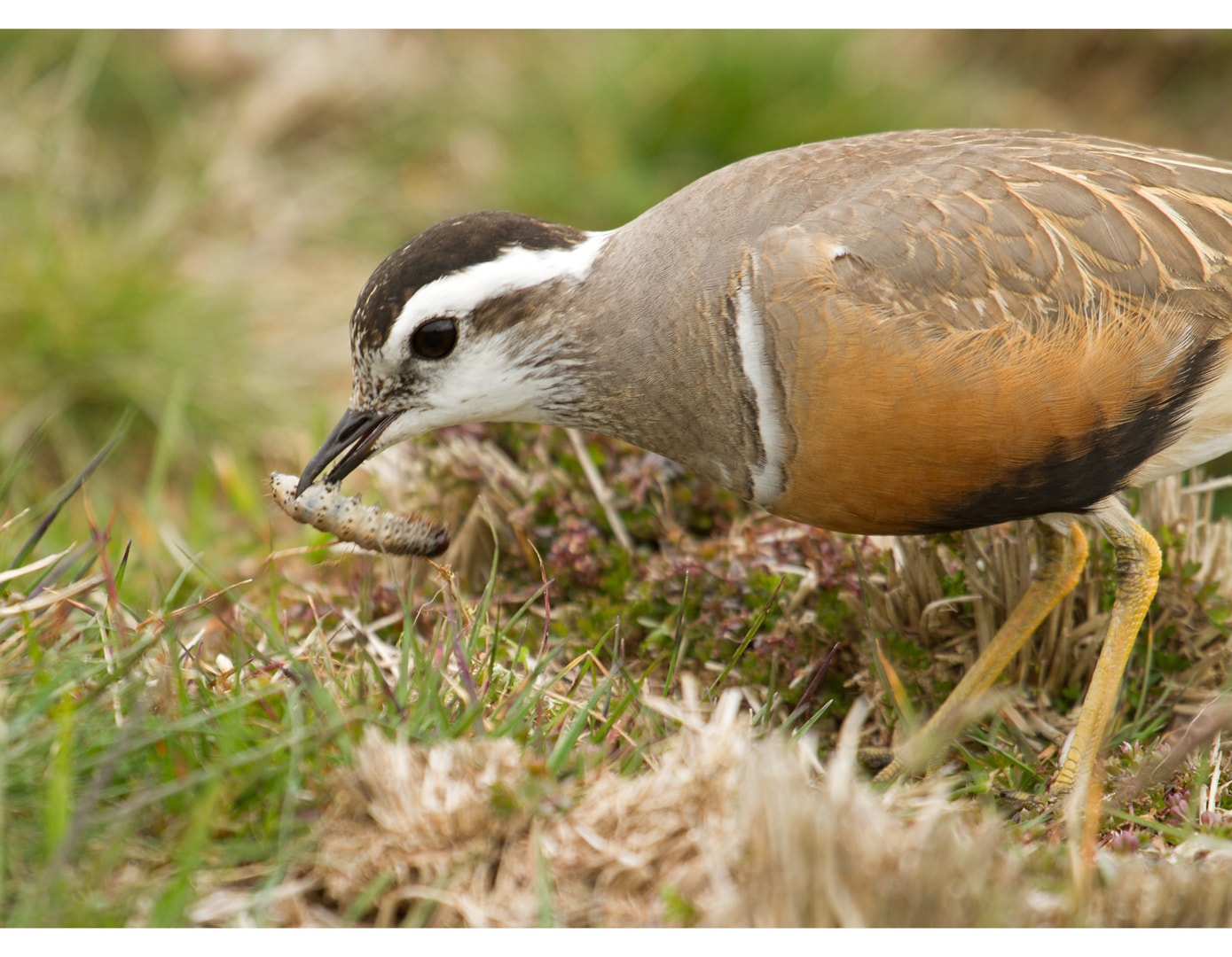 Eurasian Dotterel by Andrew Collins - BirdGuides
