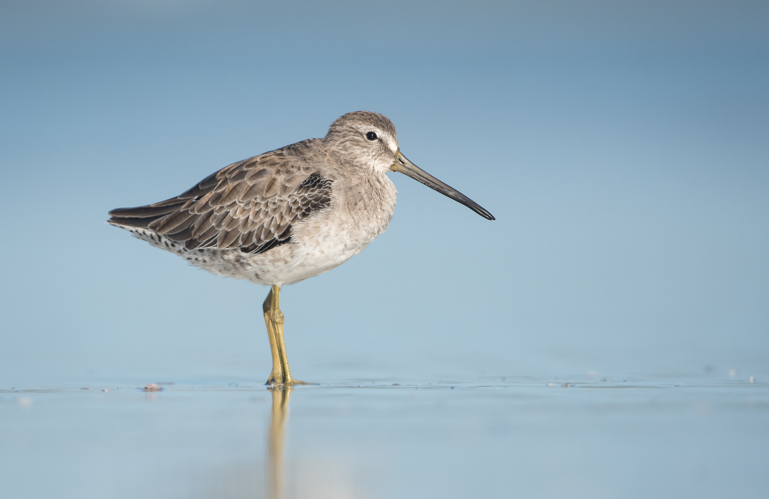 Details : Short-billed Dowitcher - BirdGuides