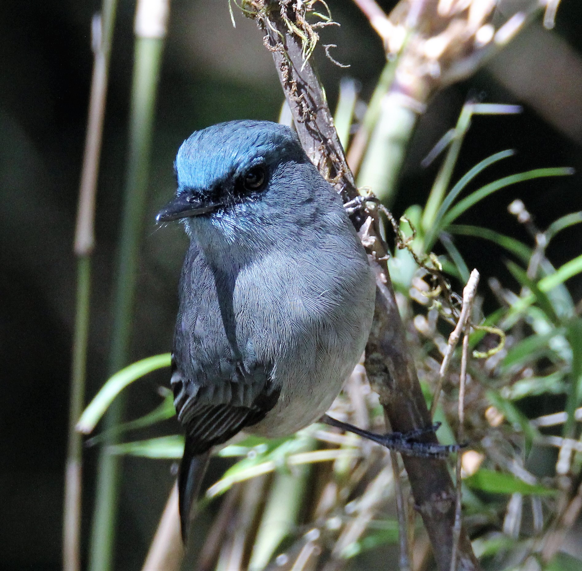 Details : Dull-blue Flycatcher - BirdGuides