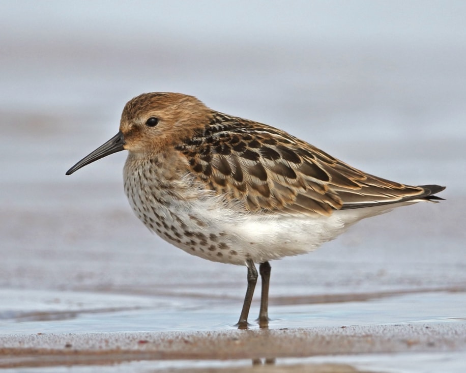Dunlin by Heiko Peters - BirdGuides