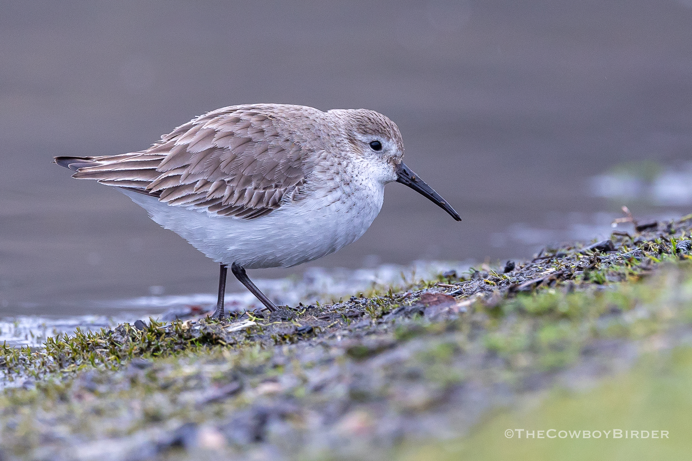 Dunlin by Tony Brown - BirdGuides