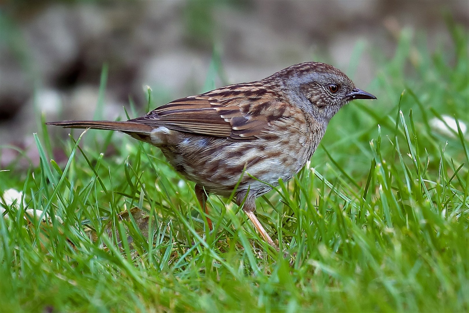 Dunnock by PETER MILES - BirdGuides