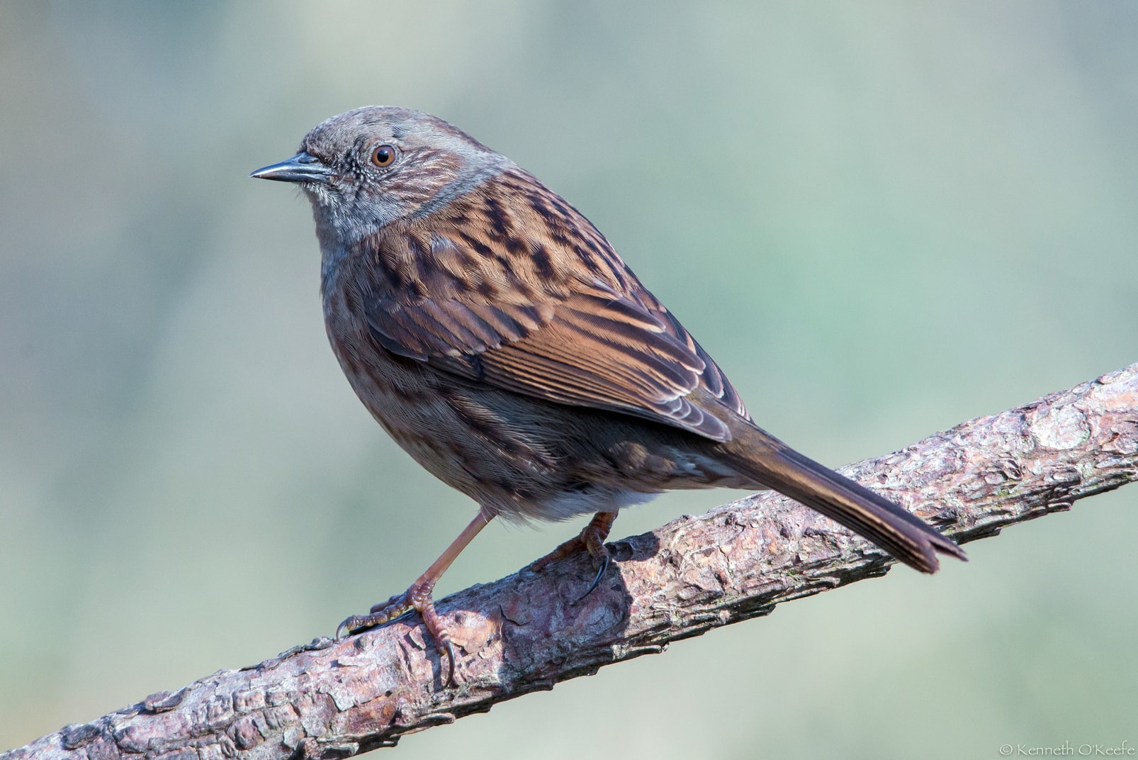Dunnock by Kenneth O'Keefe - BirdGuides