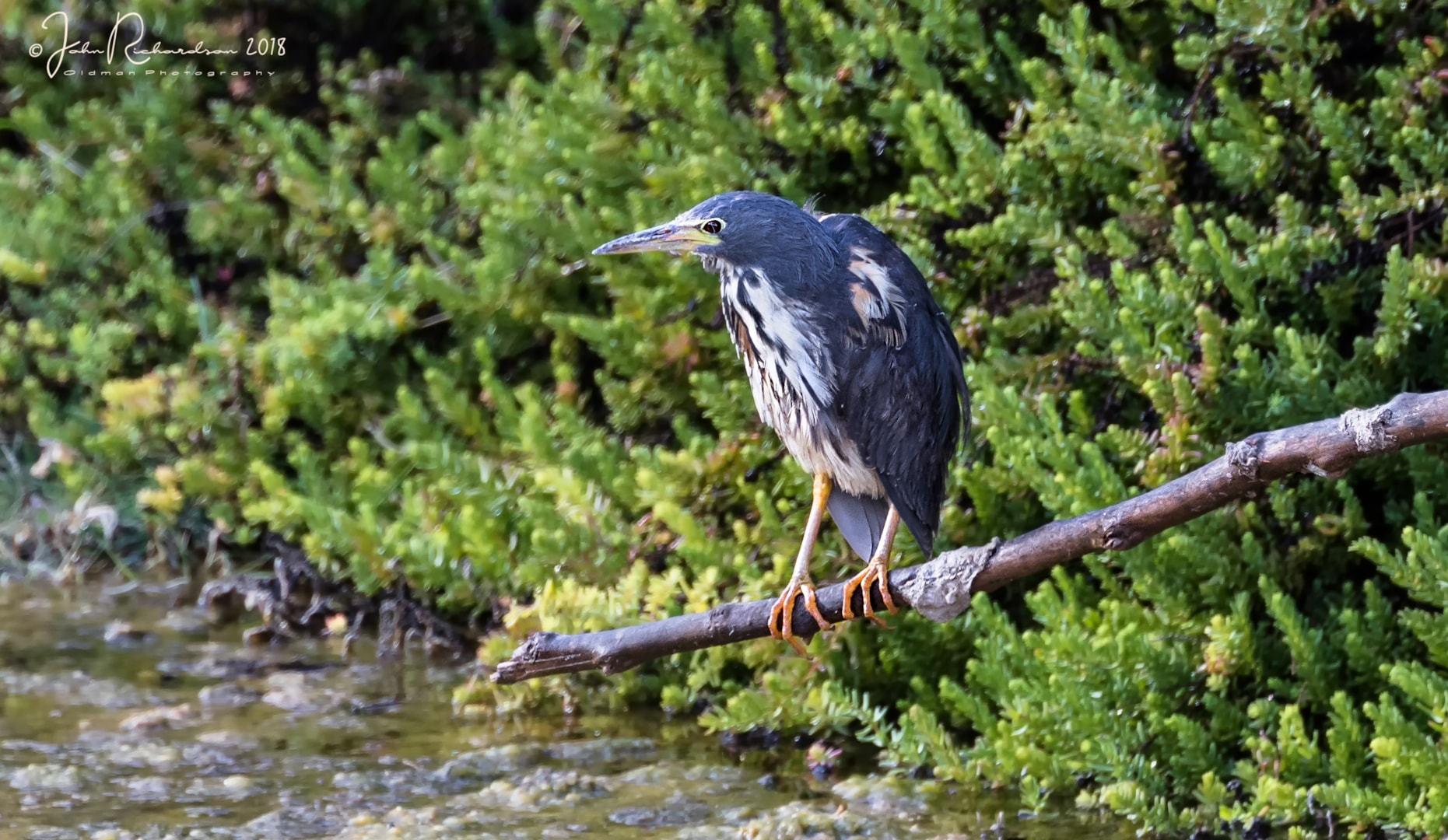 Dwarf Bittern by John Richardson - BirdGuides