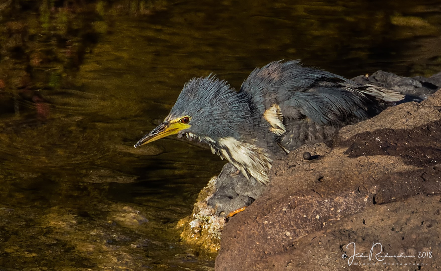 Dwarf Bittern by John Richardson - BirdGuides
