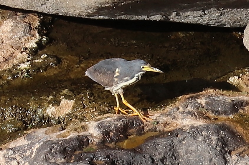 Dwarf Bittern by Bruce Kerr - BirdGuides