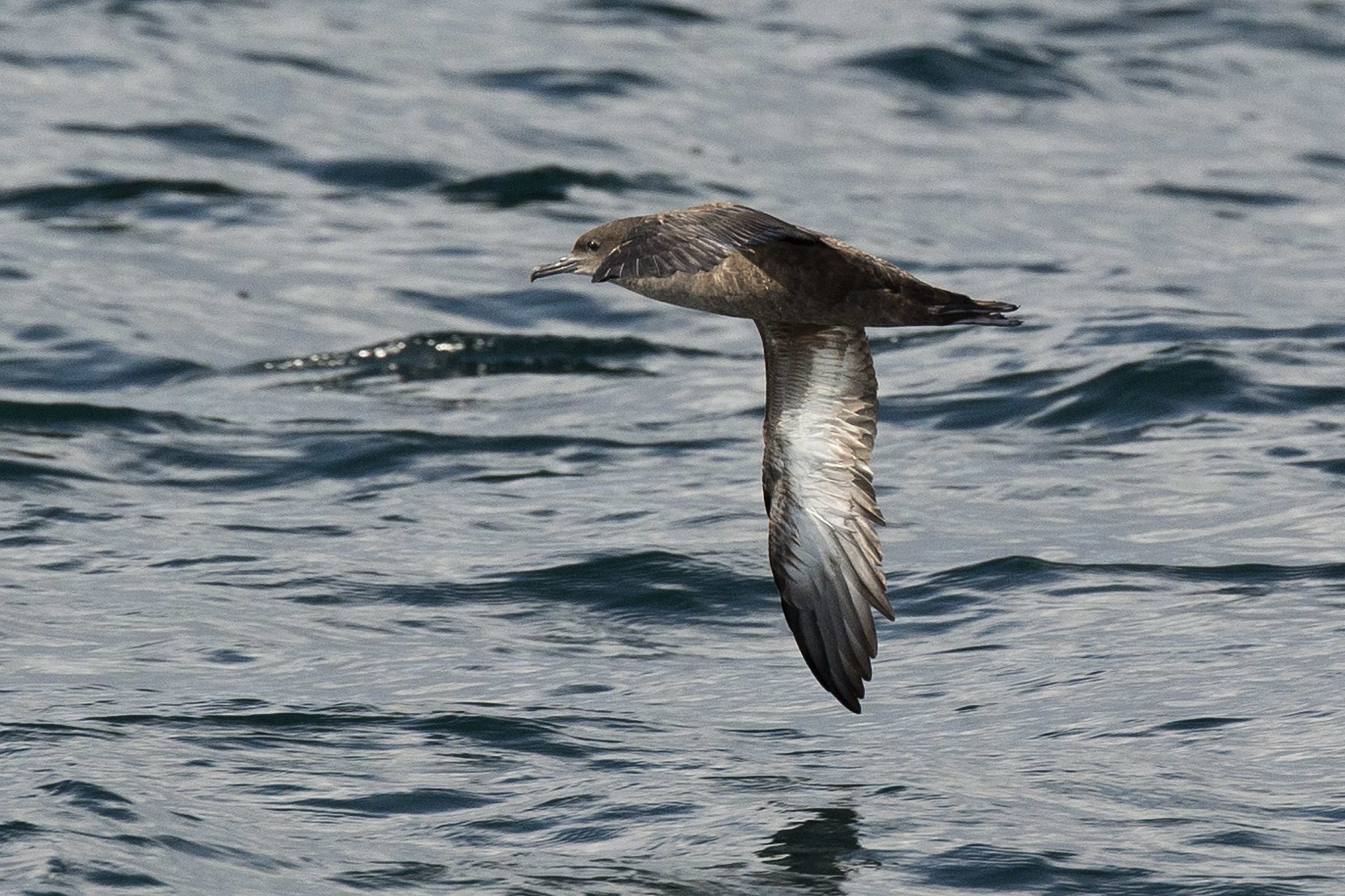 Sooty Shearwater by James Sellen - BirdGuides