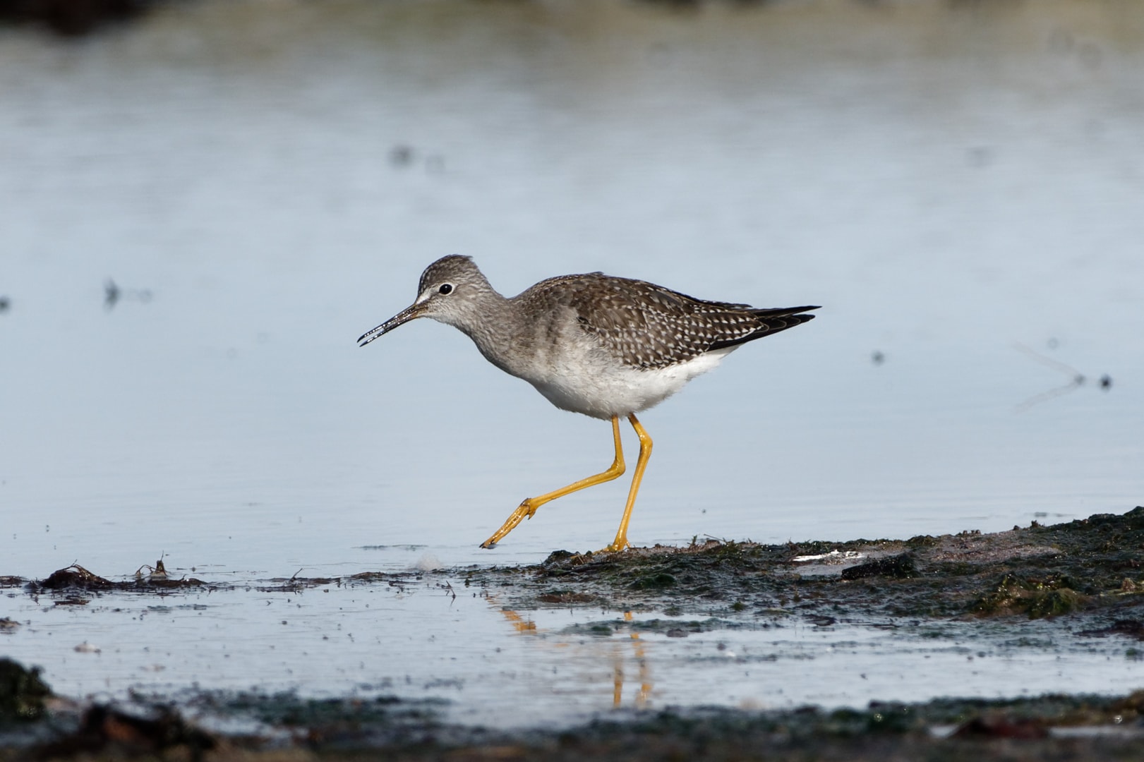 Lesser Yellowlegs by Peter Winn - BirdGuides