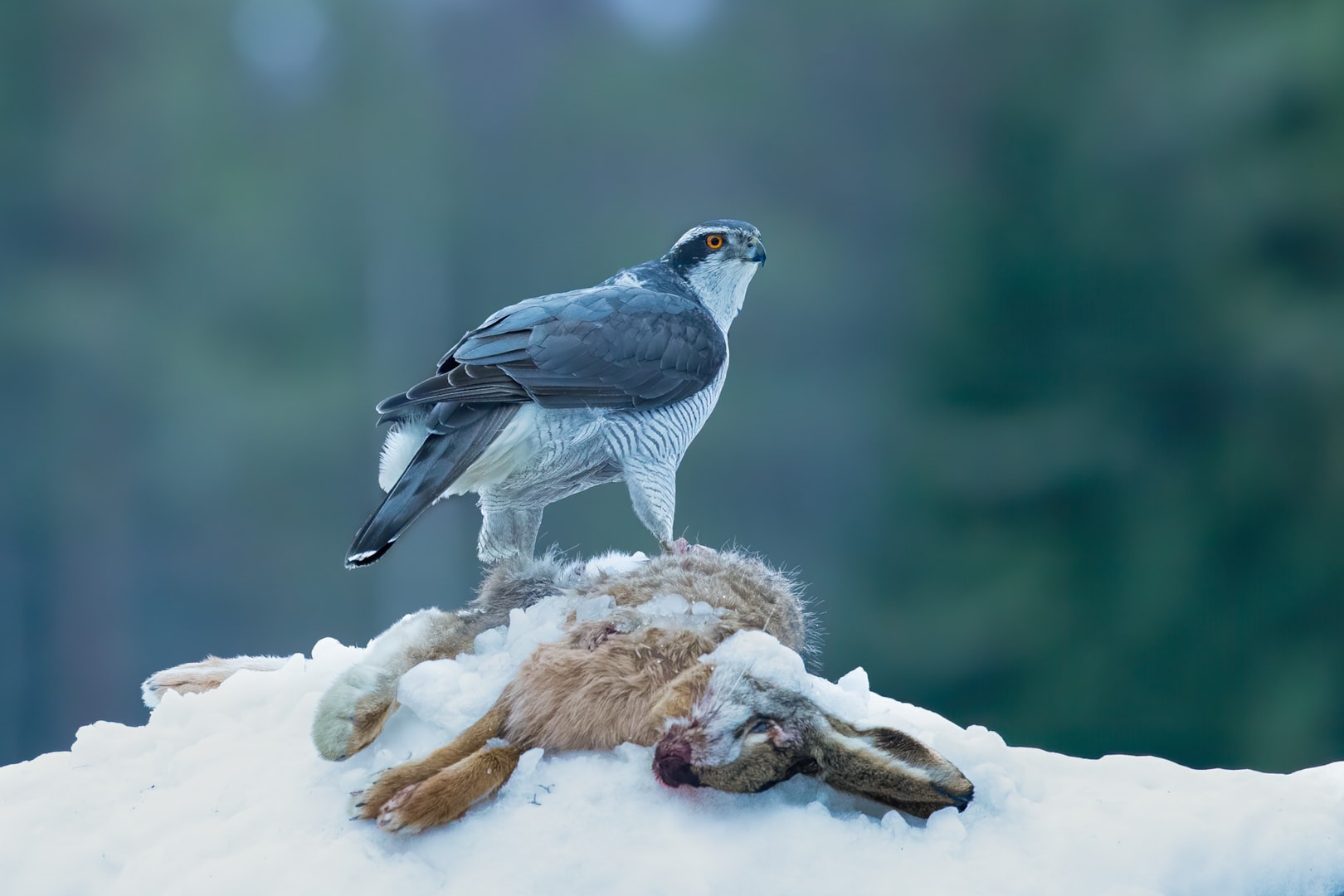 Northern Goshawk by Chris Hawes - BirdGuides