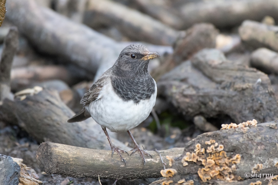 Black-throated Thrush by Chris Sharp - BirdGuides