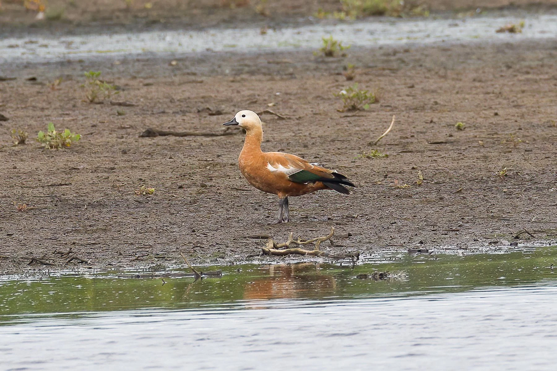 Details : Ruddy Shelduck - BirdGuides