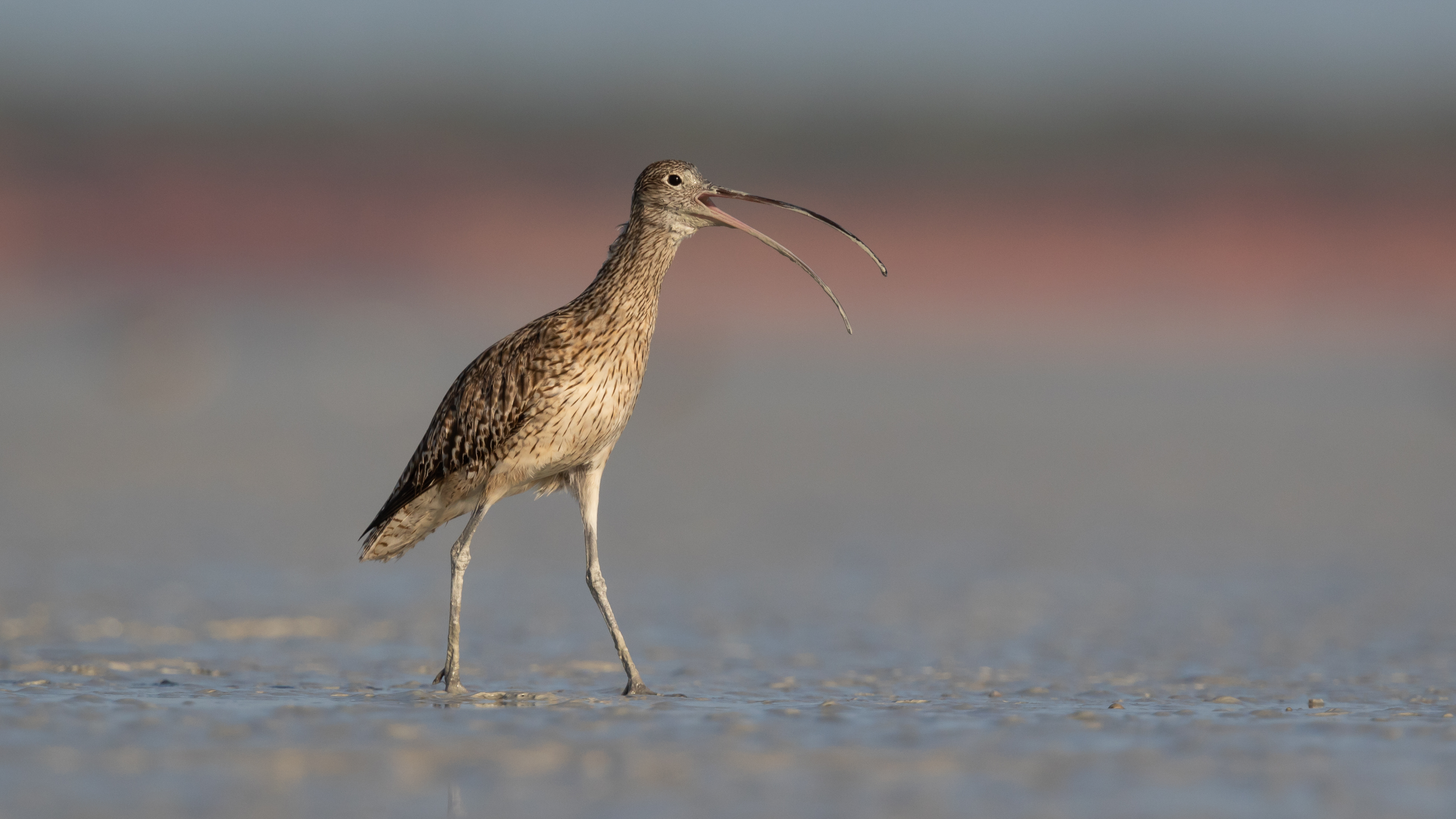 Details : Far Eastern Curlew - BirdGuides