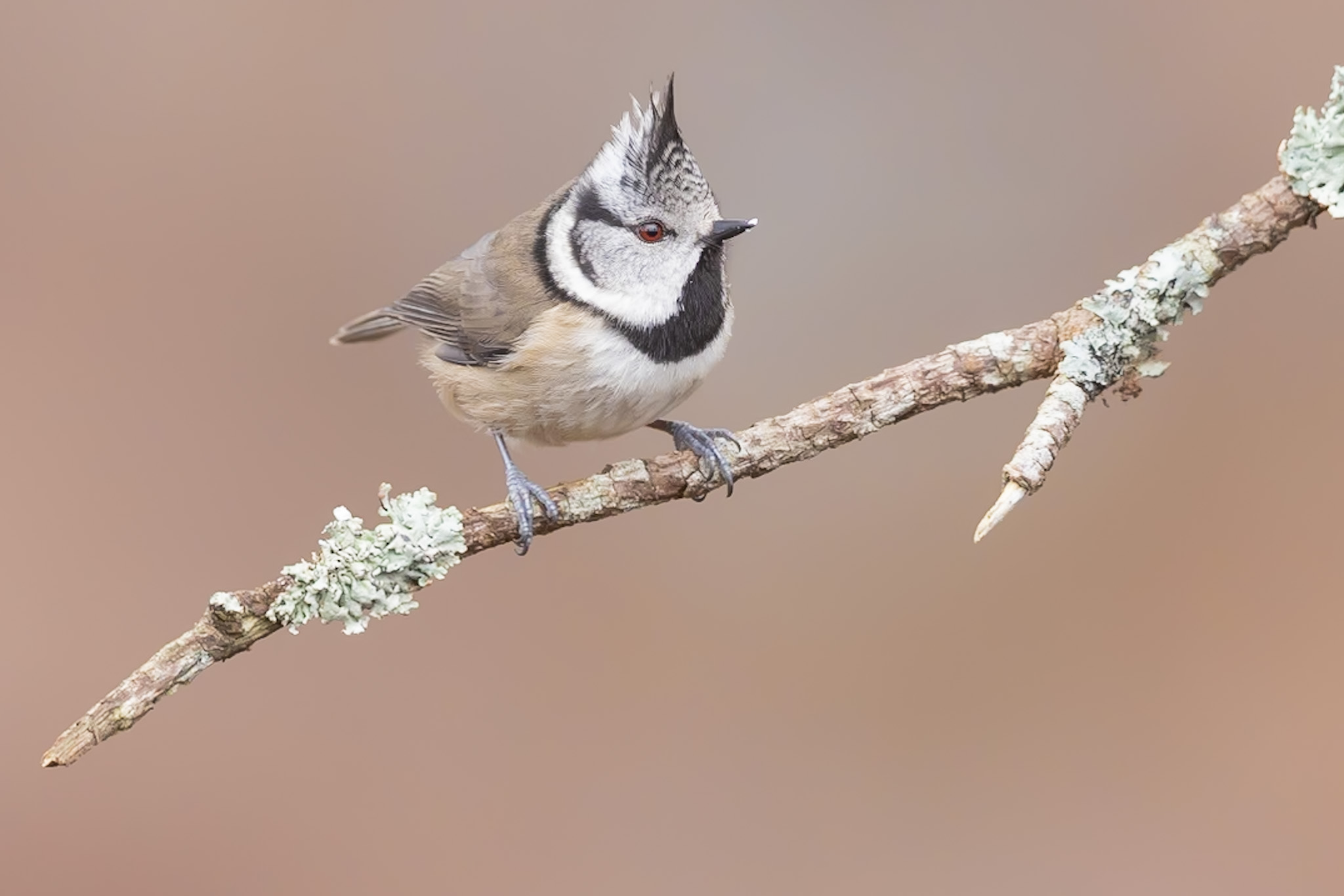 Crested Tit by Matt Scott - BirdGuides