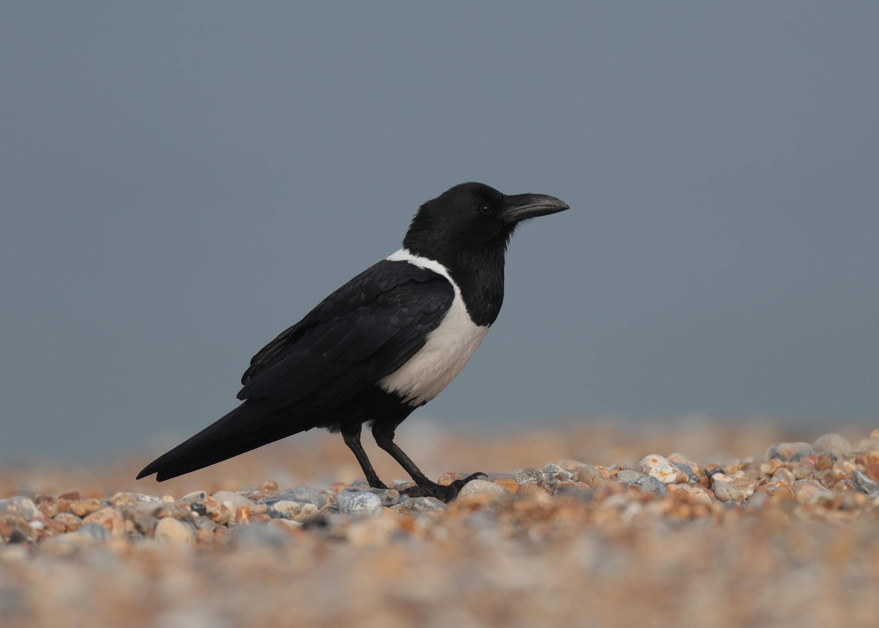 Details : Pied Crow - BirdGuides