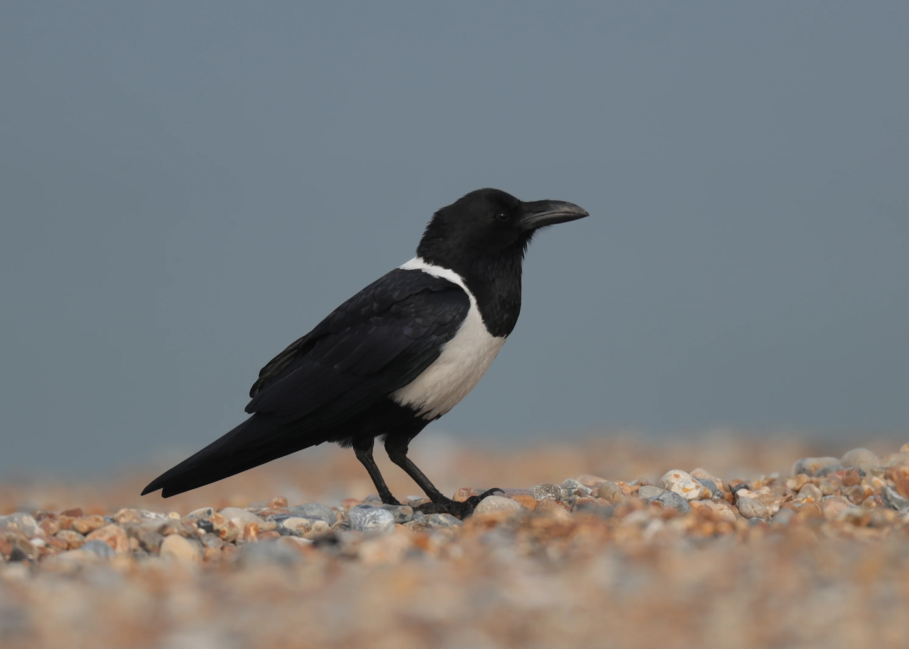 Details : Pied Crow - BirdGuides