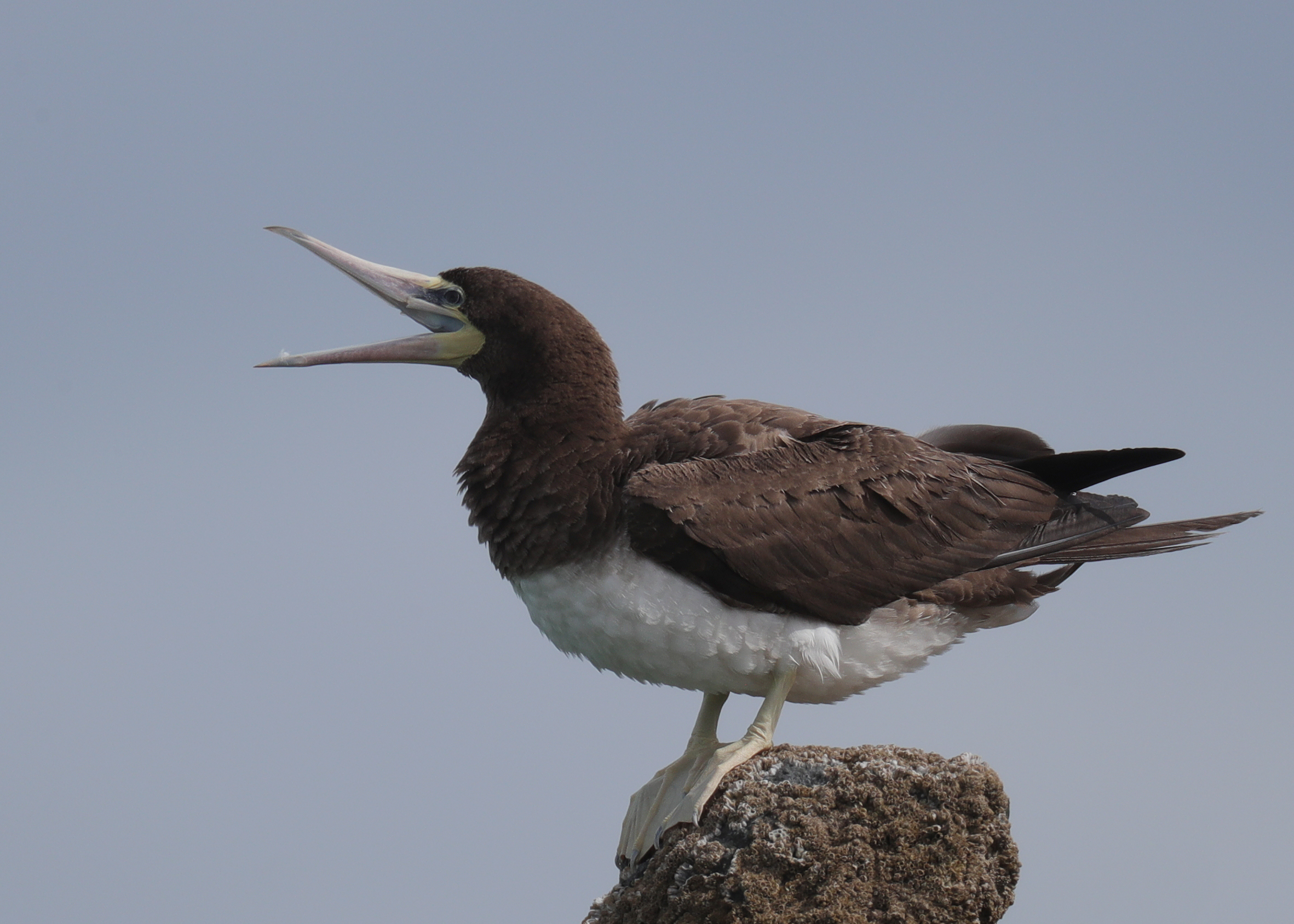 Brown Booby by Graham Jepson - BirdGuides