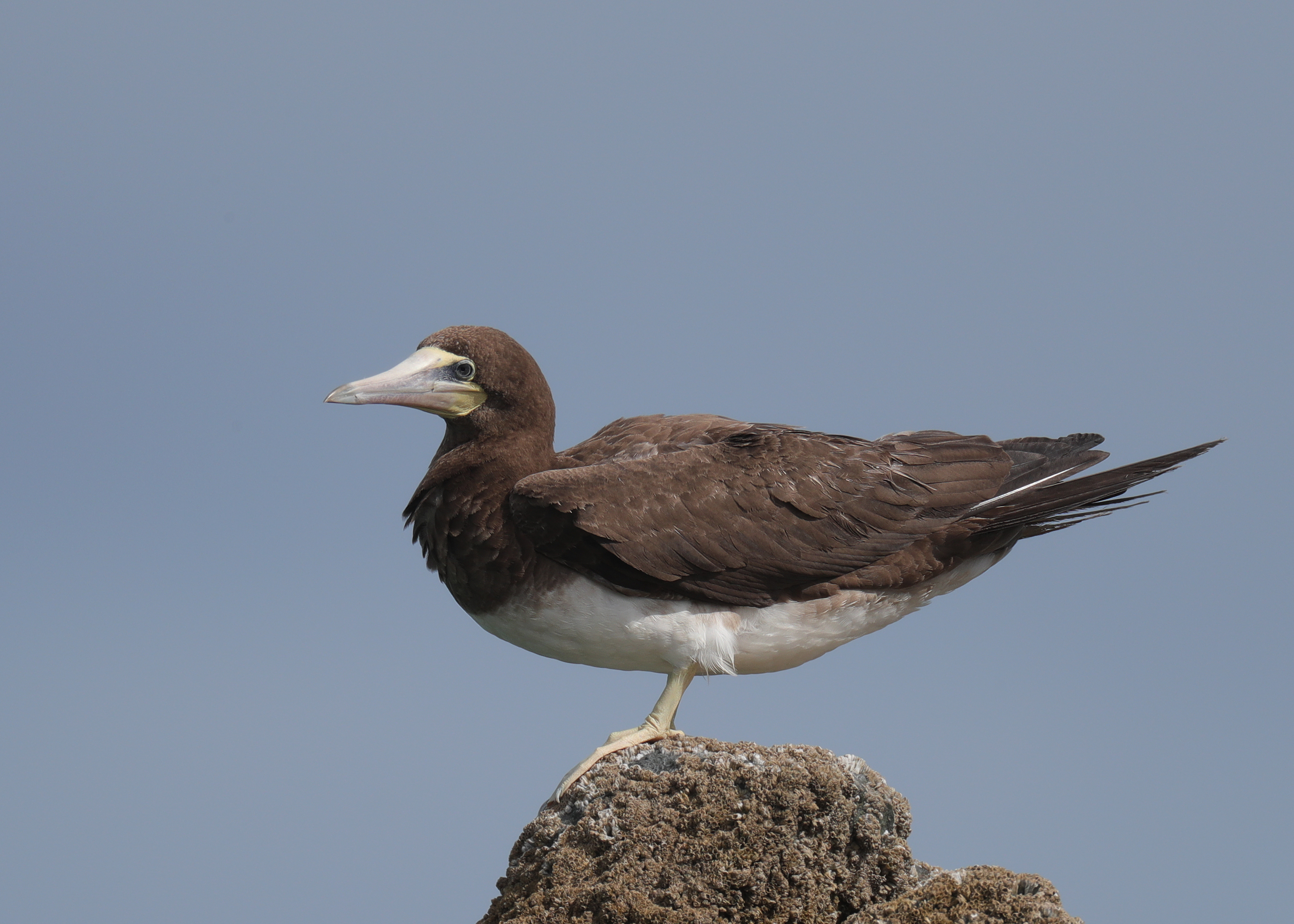 Details : Brown Booby - BirdGuides