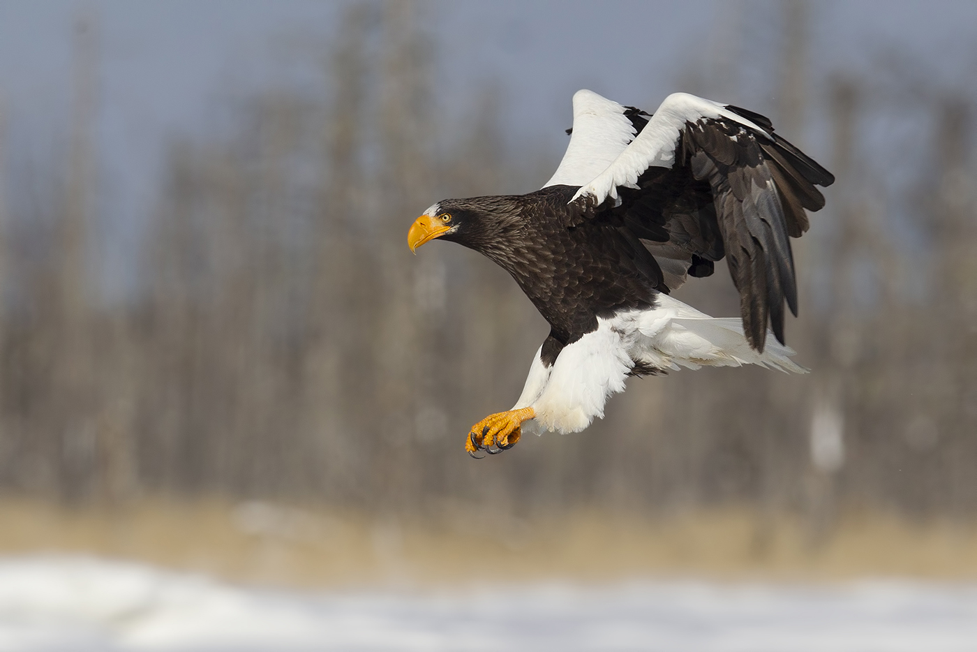 Details : Steller's Sea Eagle - BirdGuides