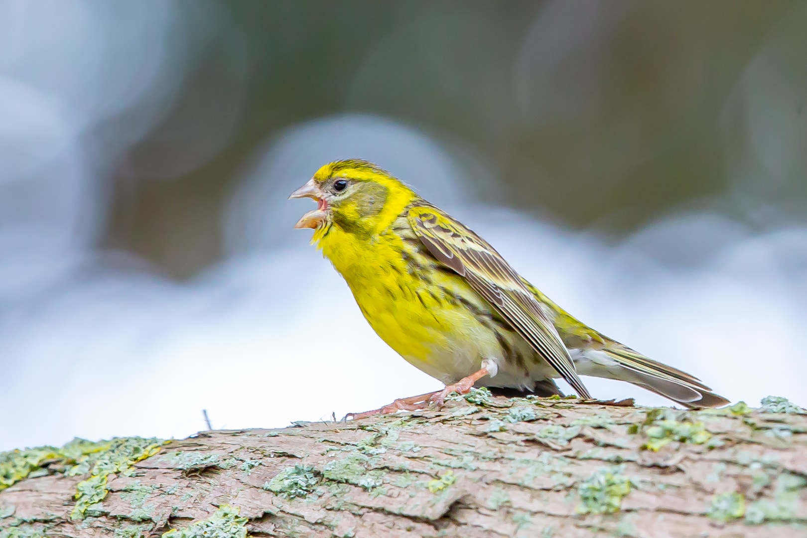 European Serin by Paul Ward - BirdGuides
