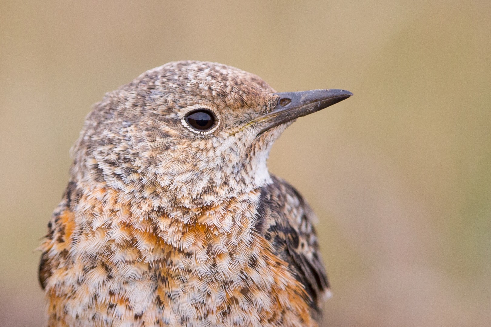 Common Rock Thrush by Paul Ward - BirdGuides