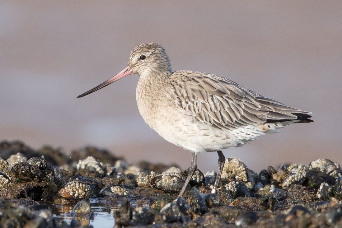 Bar-tailed Godwit by Paul Ward - BirdGuides