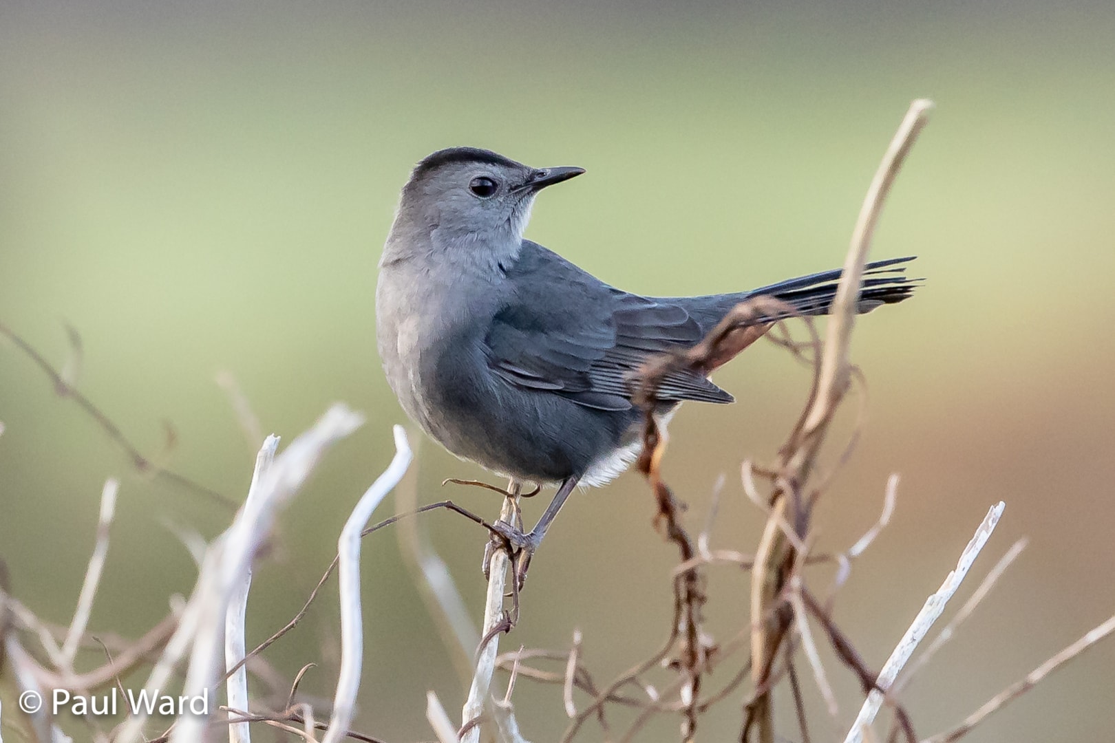 Grey Catbird by Paul Ward - BirdGuides