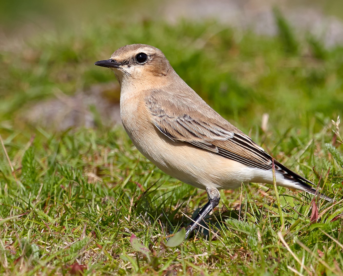 Northern Wheatear by Simon Johnson - BirdGuides