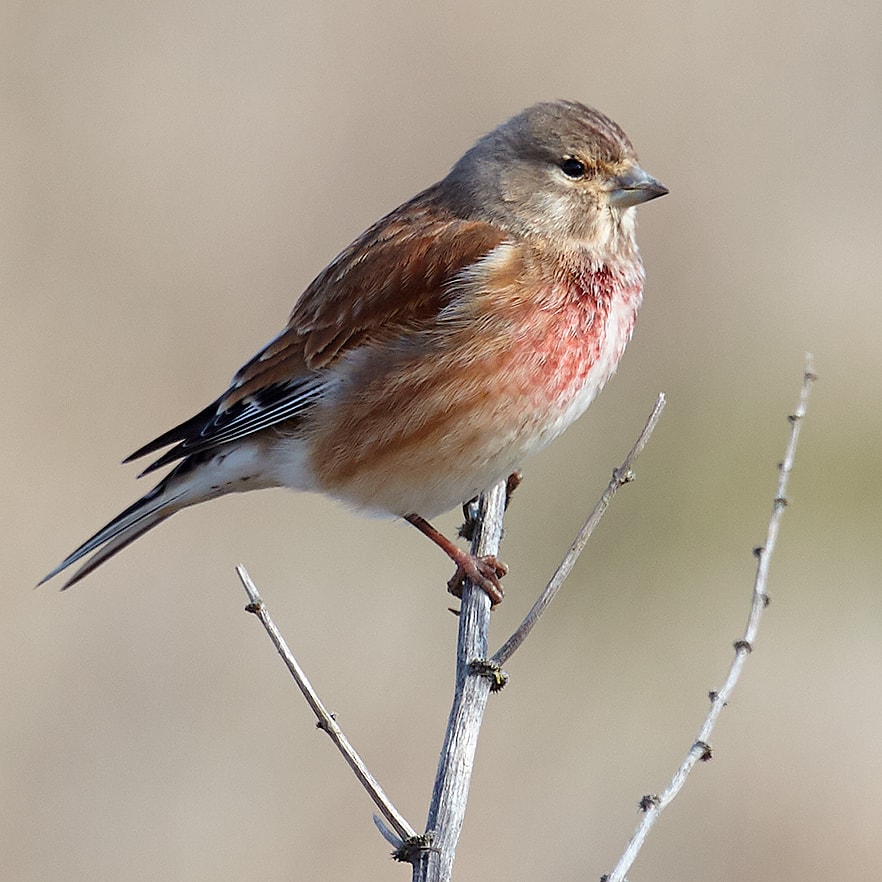 Common Linnet by Simon Johnson - BirdGuides