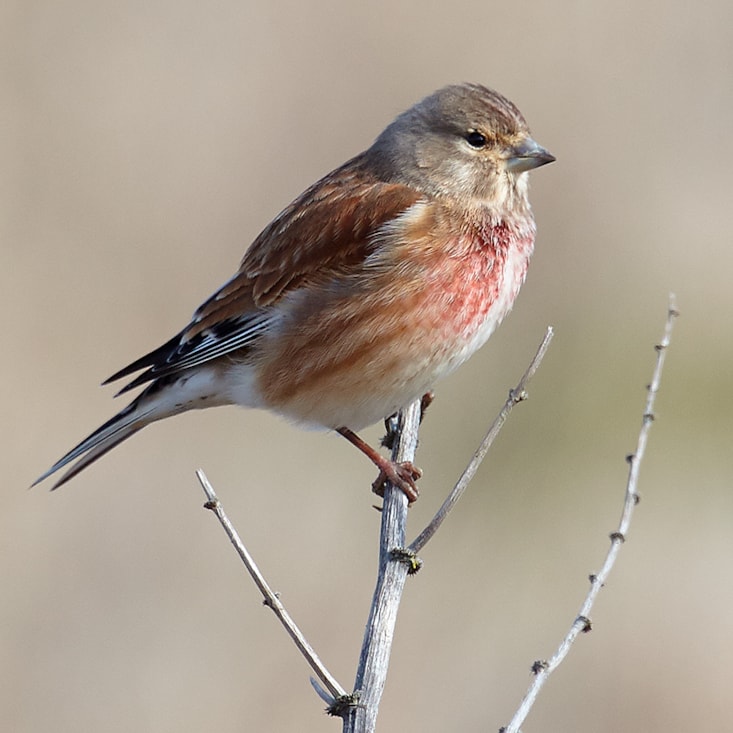 Common Linnet by Simon Johnson - BirdGuides