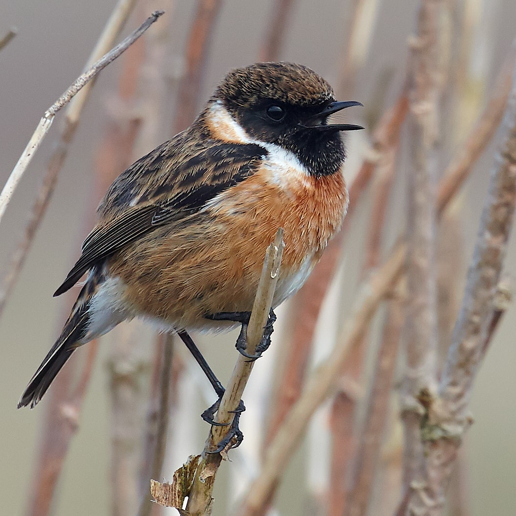 European Stonechat by Simon Johnson - BirdGuides